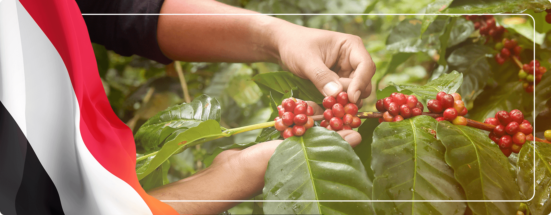 Discovering All About Yemeni Coffee: A Rich Heritage Brewed to Perfection